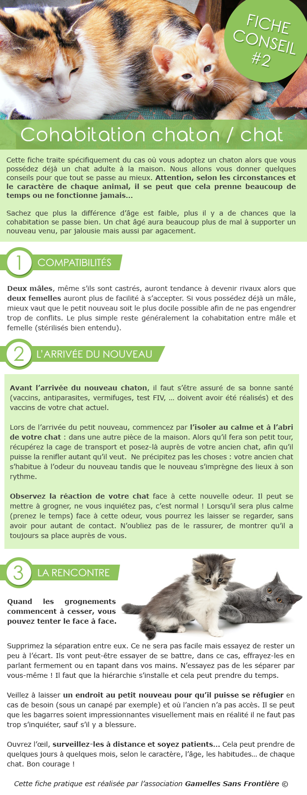 Cohabitation chaton / chat adulte – Gamelles Sans Frontière