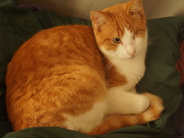 Association à l’honneur : Suzi Handicap Animal – Gamelles Sans Frontière